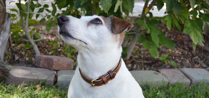 Home - Soft Touch CollarsSoft Touch Collars | Leather Dog Leashes and ...